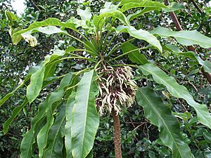 Cyanea angustifolia Facts for Kids