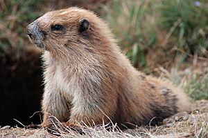 Olympic marmot Facts for Kids