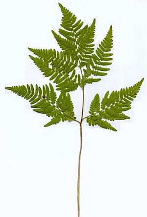 List of ferns and fern allies of Soldiers Delight Facts for Kids