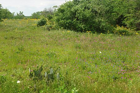 Texas Blackland Prairies Facts for Kids