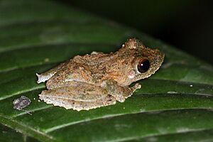 Frilled tree frog Facts for Kids