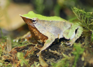 Darwin's frog Facts for Kids