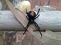Redback spider Facts for Kids