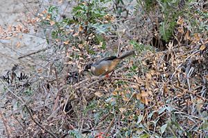 Rusty-bellied brushfinch Facts for Kids