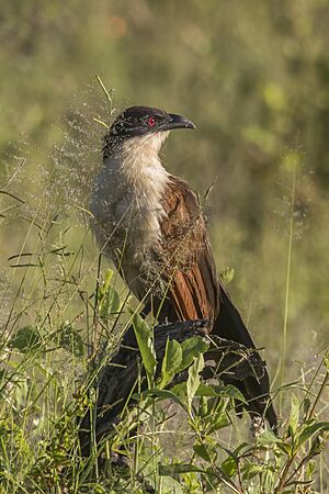 Coppery-tailed coucal Facts for Kids