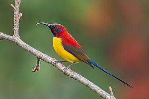 Mrs. Gould's sunbird Facts for Kids