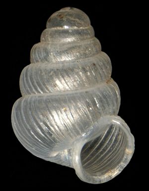 Zospeum percostulatum Facts for Kids