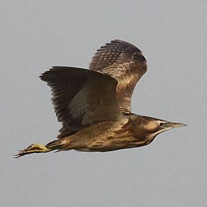 Australasian bittern Facts for Kids