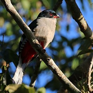 Cuban trogon Facts for Kids
