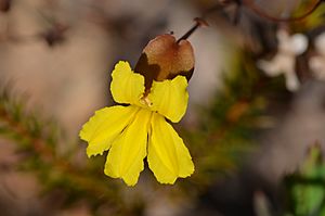 Velleia lyrata Facts for Kids