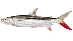 Elongate tigerfish Facts for Kids