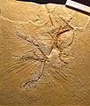 Archaeopteryx Facts for Kids