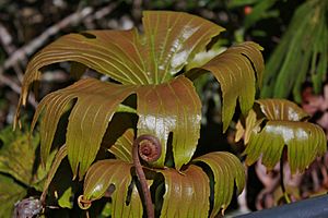 Dipteris conjugata Facts for Kids