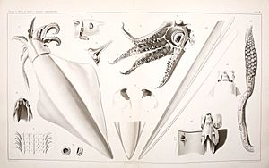Diamond squid Facts for Kids