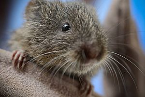 Amargosa vole Facts for Kids