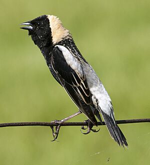 Bobolink Facts for Kids