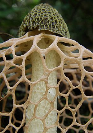 Phallaceae Facts for Kids