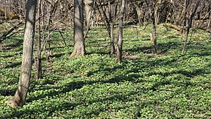 Garlic mustard as an invasive species Facts for Kids