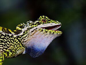Variegated mountain lizard Facts for Kids