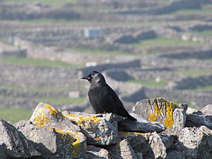 Western jackdaw Facts for Kids