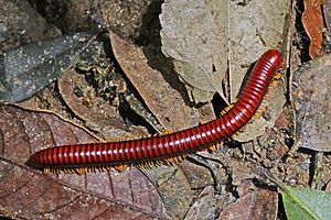 Millipede Facts for Kids