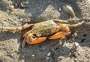 Stalk-eyed mud crab Facts for Kids