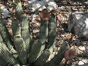 Hoodia currorii Facts for Kids