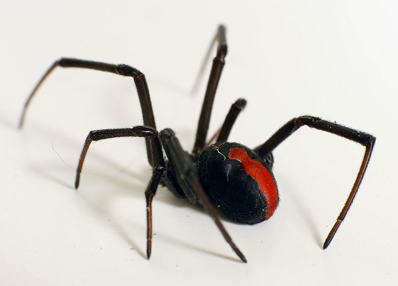 Image: Latrodectus hasseltii -Sydney, Australia-8 for Kids