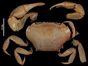 Oziotelphusa Facts for Kids