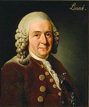 Carl Linnaeus Facts for Kids
