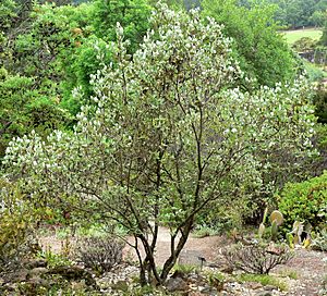 Canyon silktassel Facts for Kids