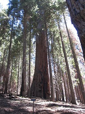 Hart (tree) Facts for Kids