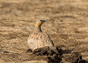 Spotted sandgrouse Facts for Kids