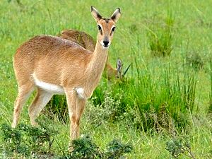 Oribi Facts for Kids