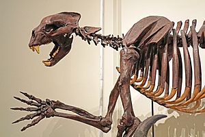 Short-faced bear Facts for Kids
