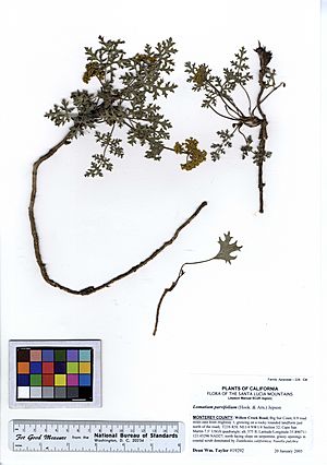 Coastal biscuitroot Facts for Kids