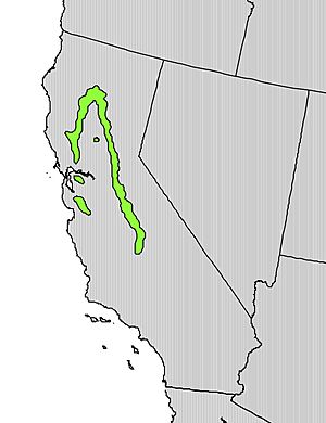 California hoptree Facts for Kids