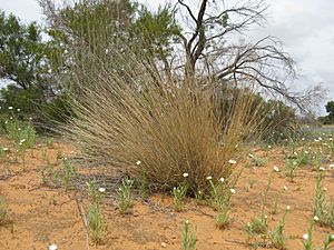 Bunched kerosene grass Facts for Kids