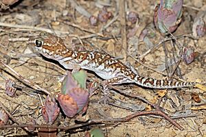 Ocelot gecko Facts for Kids