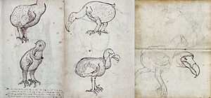 Dodo Facts for Kids