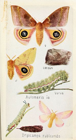 Rosy maple moth Facts for Kids