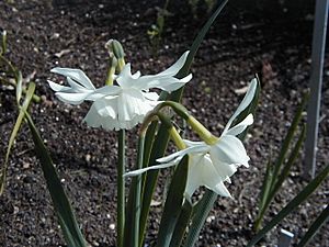 Narcissus (genus) Facts for Kids