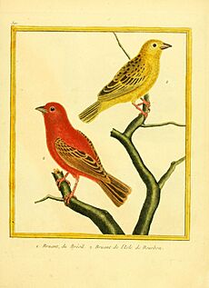 Réunion fody Facts for Kids