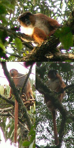 Preuss's red colobus Facts for Kids