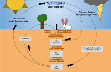Biogeochemical cycle Facts for Kids