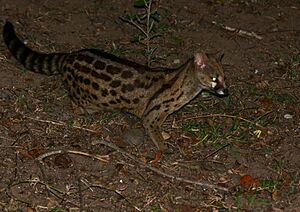 Rusty-spotted genet Facts for Kids