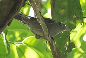 Grey wren Facts for Kids