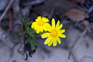 Coast groundsel Facts for Kids