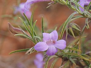 Charleville turkey bush Facts for Kids