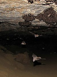 Indiana bat Facts for Kids